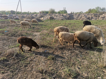 Ona bola qo'ylar sotiladi