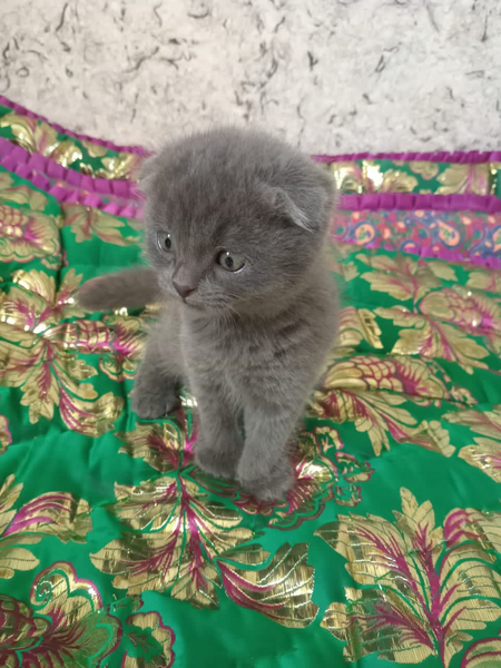 Продам котят весёлаухов