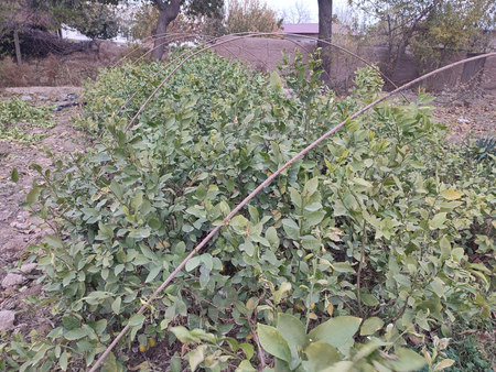 Limon ko'chatlari SUPER MIR