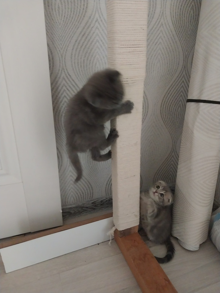 Породистые котята