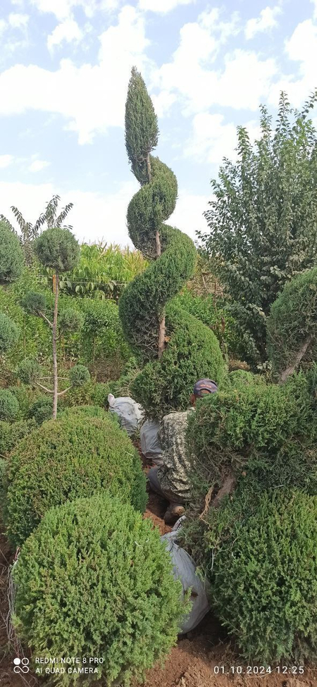 Archa koʻchatlari