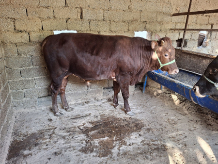 Buqalar sotiladi