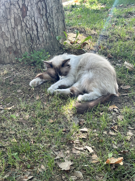 Кошка в добрые руки