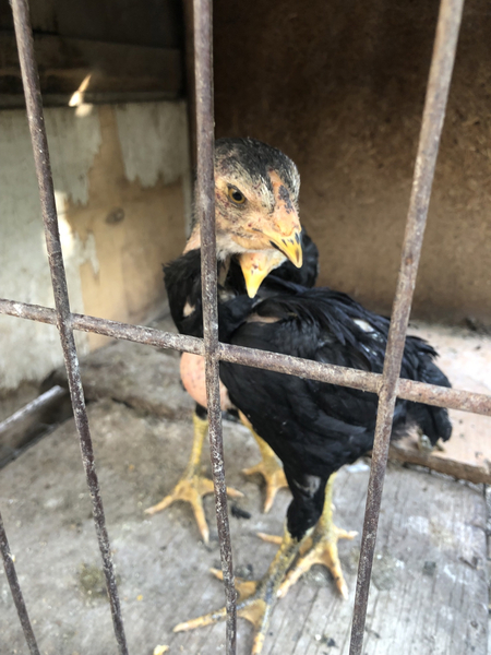 Dakan jojala sotladi narxini kelwtrb berama