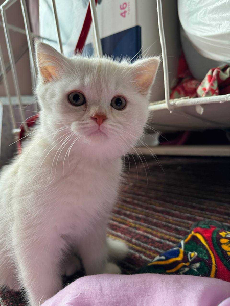 Продаются котята пародистые мальчик и девочка