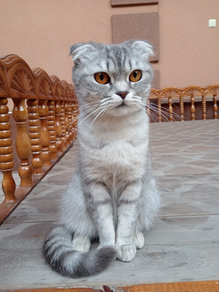 Котята (парода скотш фолд)