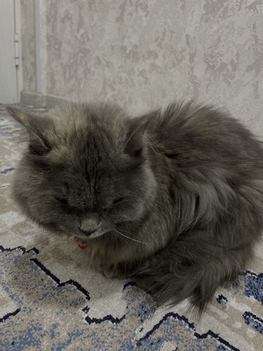 Котята и Кошка породия fold