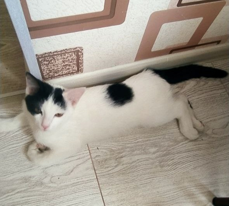 Пристраивается котёнок мальчик