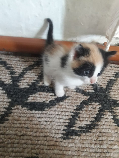 Отдам котят в хорошие руки
