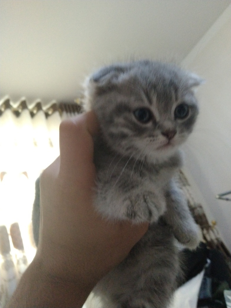 Продаётся котёнок