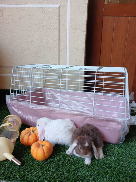 Kletka  quyonga qoyga