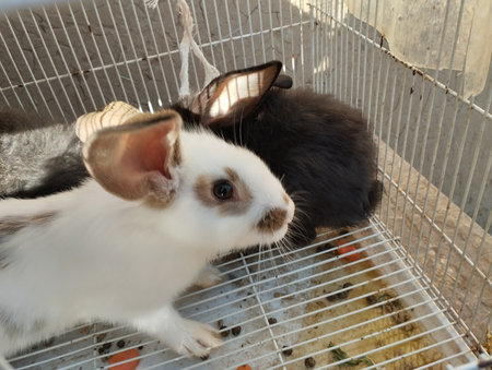 Отдам даром котят