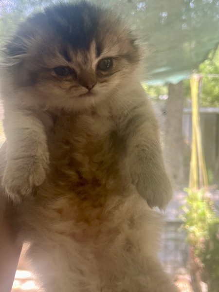 Шотланский скоттиш фолд! Золотая шиншилла!