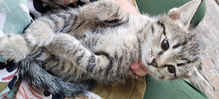 Котята в добрые руки)
