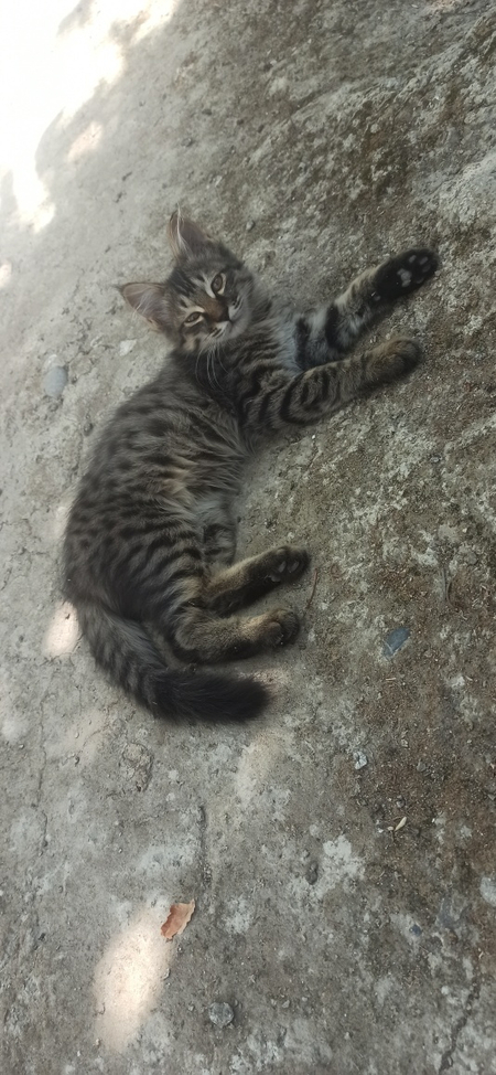 Пристраивается замечательный ДОМАШНИЙ КОТИК !!!