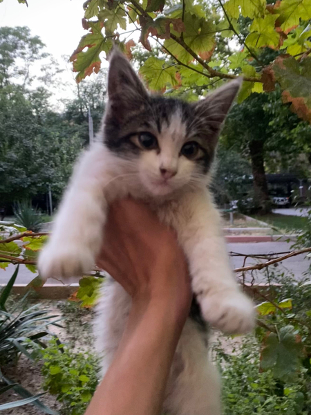 Котенок мальчик бесплатно в хорошие руки