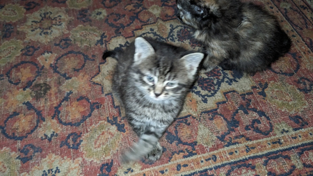 Котята домашние чуть больше месяца