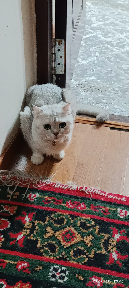 Она болалар сотилади, скотиш фолд. Продоется мама с дочкой.