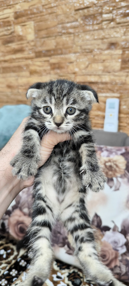 Вислоухие котята скоттиш фолд
