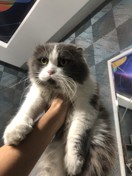 Вязка скоттиш фолд