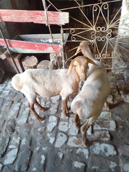 Зотли казоки кочкорлар