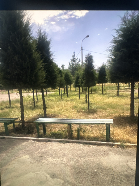 Дарахт кесамиз , обрезка , ландшафт хизматлари .