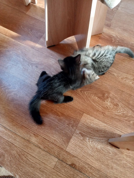 Котята в добрые руки