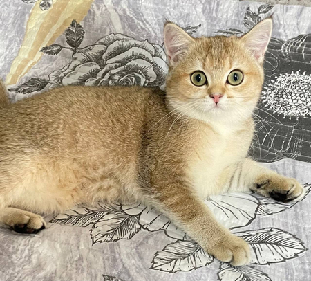 Британские котята золотая шиншилла
