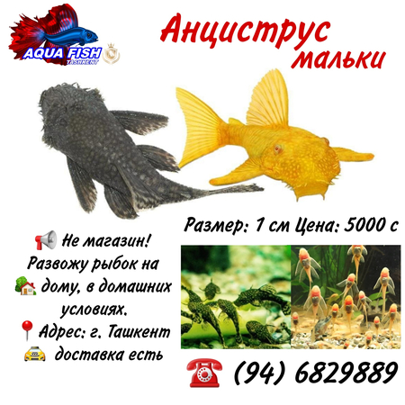 Форма аквариума -круглая. Подарок на любой праздник