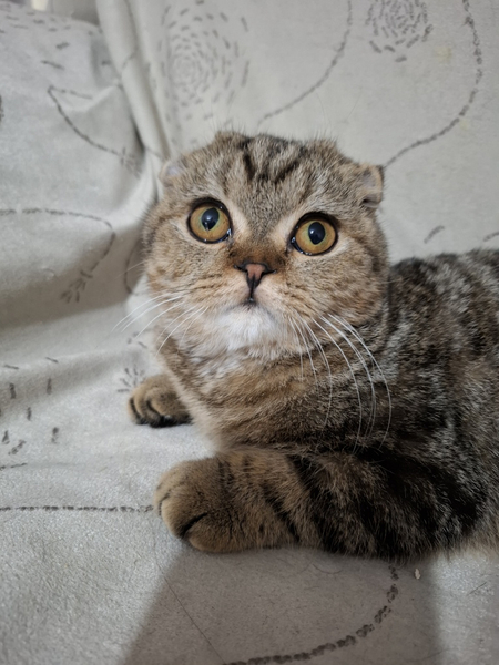 Кошечка 4 месяца