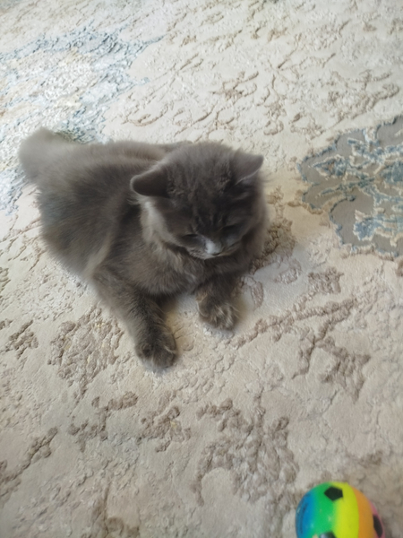 Кошка пародистая