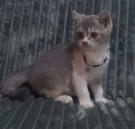 Скоттиш страйт котята