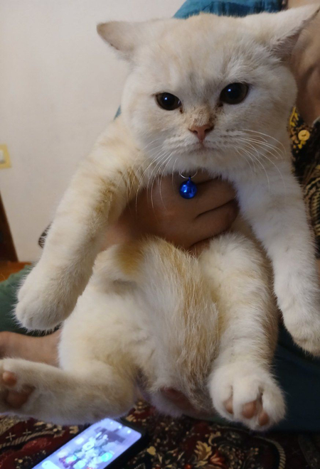 Персидский скотиш фолд