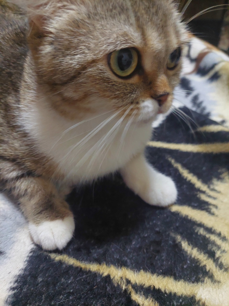 Кошка вязка Обмен