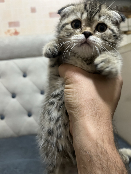 Mushik bolasi котёнок
