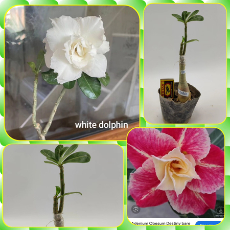 Adenium maxroviy