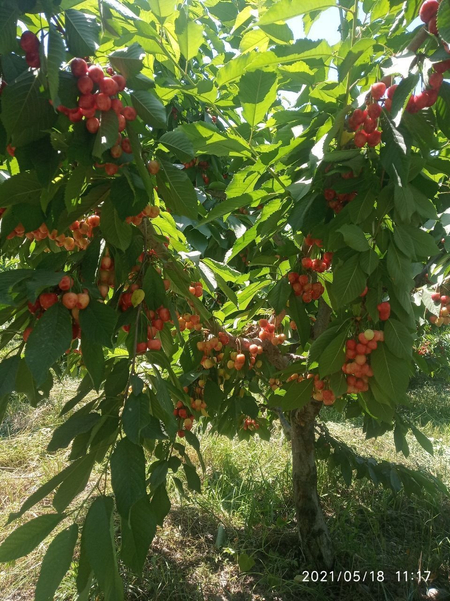Gilos ( olcha) ko'chatlari