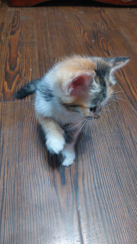 Paxmoq Mushukchalar Turkish angora bolalari
