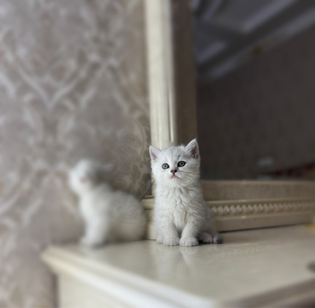 Британка(Серебристая Шиншилла)