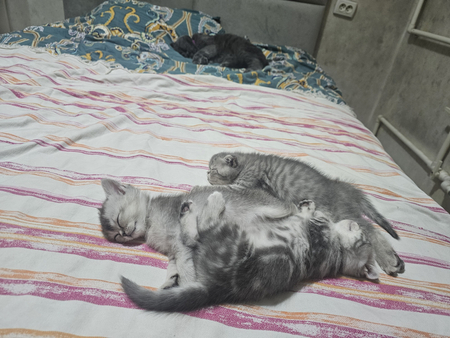 Котенок Скотиш Страйт