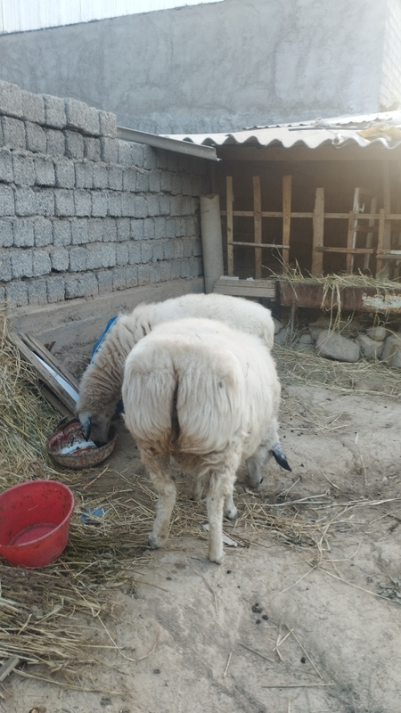 кора кулок эгиз куйлар сотилади