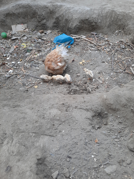 Dakang jojalar sotiladi.