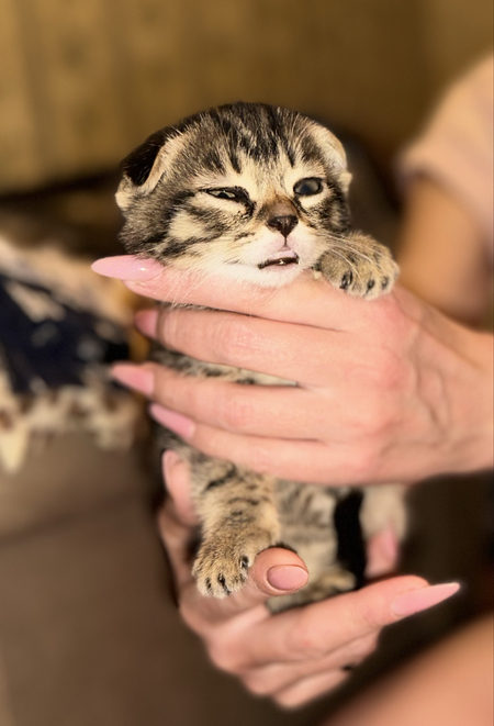 Вислоухие котята