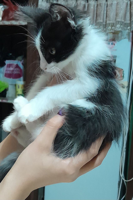 Срочно пристраиваются трое котяток