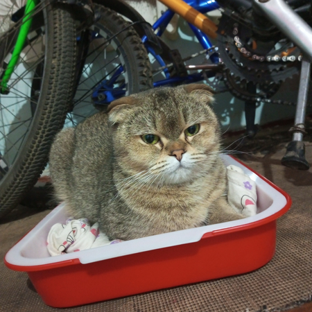 Кошка скоттиш фолд связка девочка