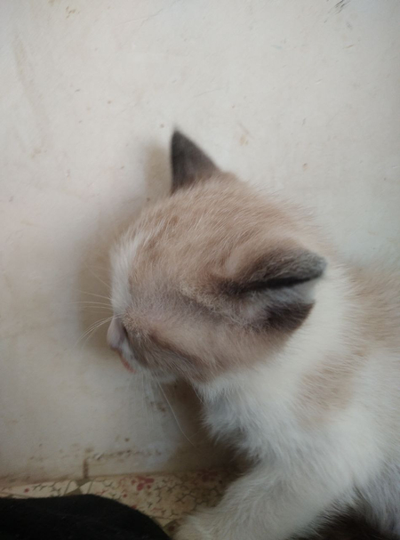 Продается сиамский котенок