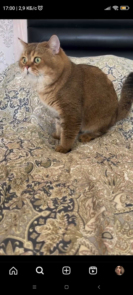 Котенок шотландский вислоухий