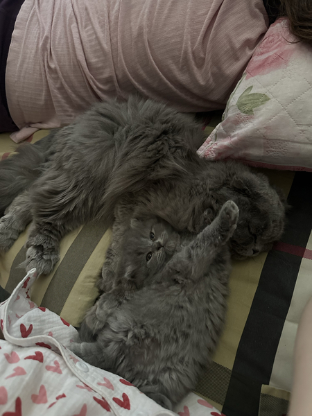 Продаётся котята scottish fold