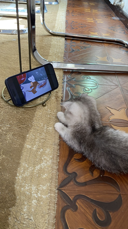 Котенок мальчик/Огил бола мушукча