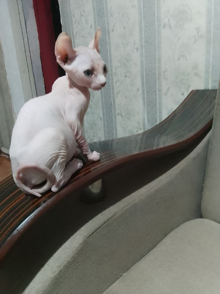 Цена договорная,Продаются котята сфинкс